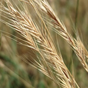 150 SWEET VERNAL GRASS Sweet Grass Vanilla Grass Anthoxanthum Odoratum ...