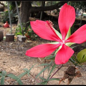 10 Red TEXAS STAR HIBISCUS Coccineus Scarlet Rosemallow Flower Seeds ...