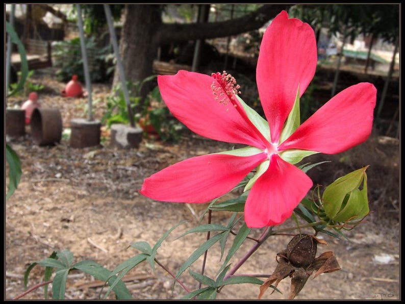 10 Red TEXAS STAR HIBISCUS Coccineus Scarlet Rosemallow Flower - Etsy