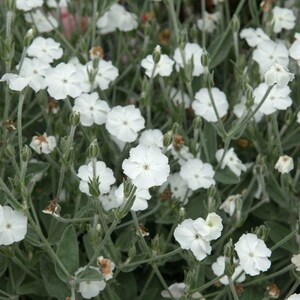 50 WHITE LYCHNIS Coronaria Alba (white Rose Campion / Evening Lychnis ...