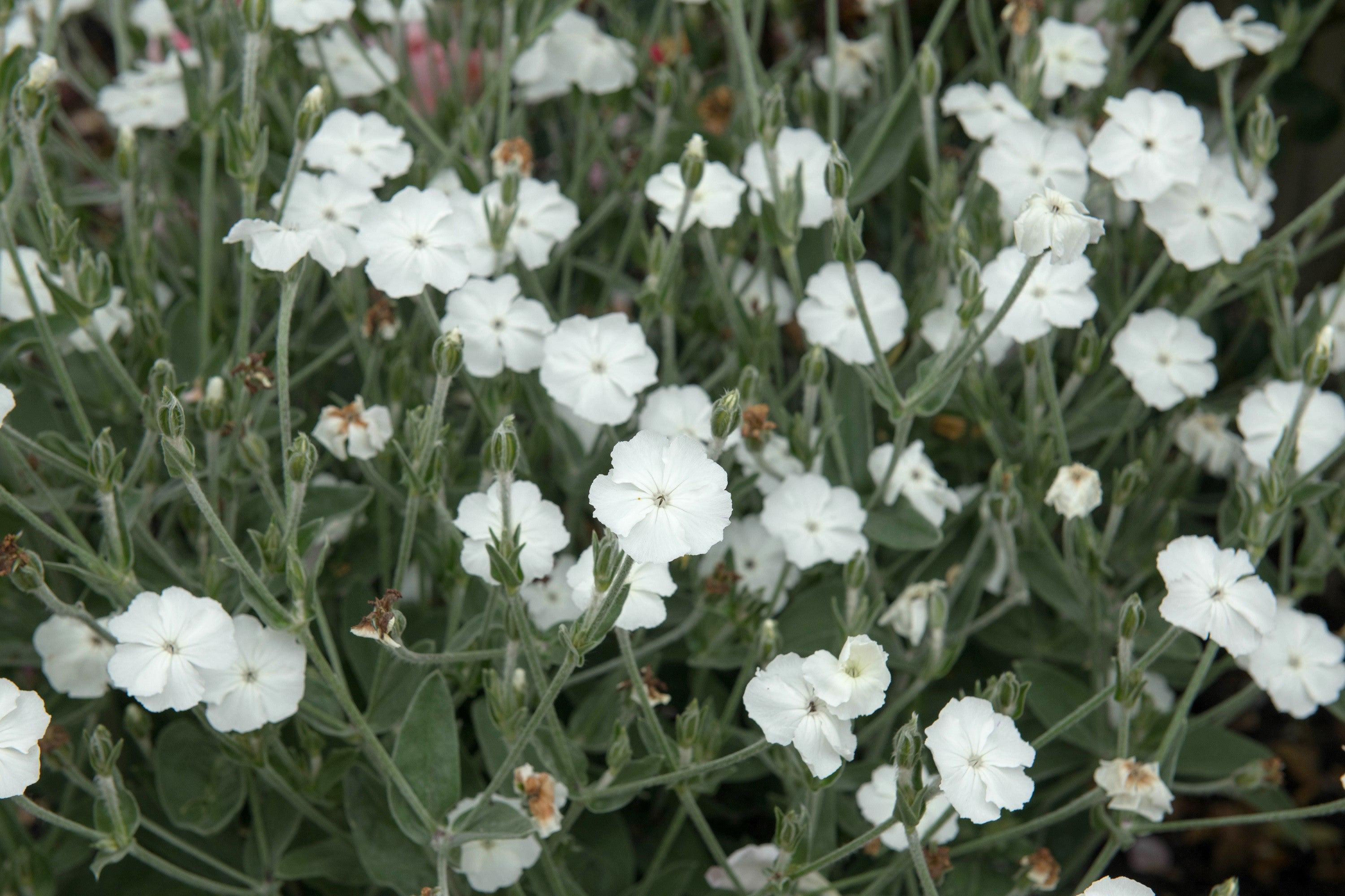 50 WHITE LYCHNIS Coronaria Alba (white Rose Campion / Evening Lychnis ...