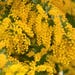 10 GOLDEN MIMOSA Acacia Baileyana Yellow Wattle Tree Flower Seeds *comb ...