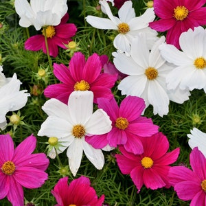 300 Mixed Colors DWARF COSMOS Bipinnatus Red Pink White Fast Growing ...