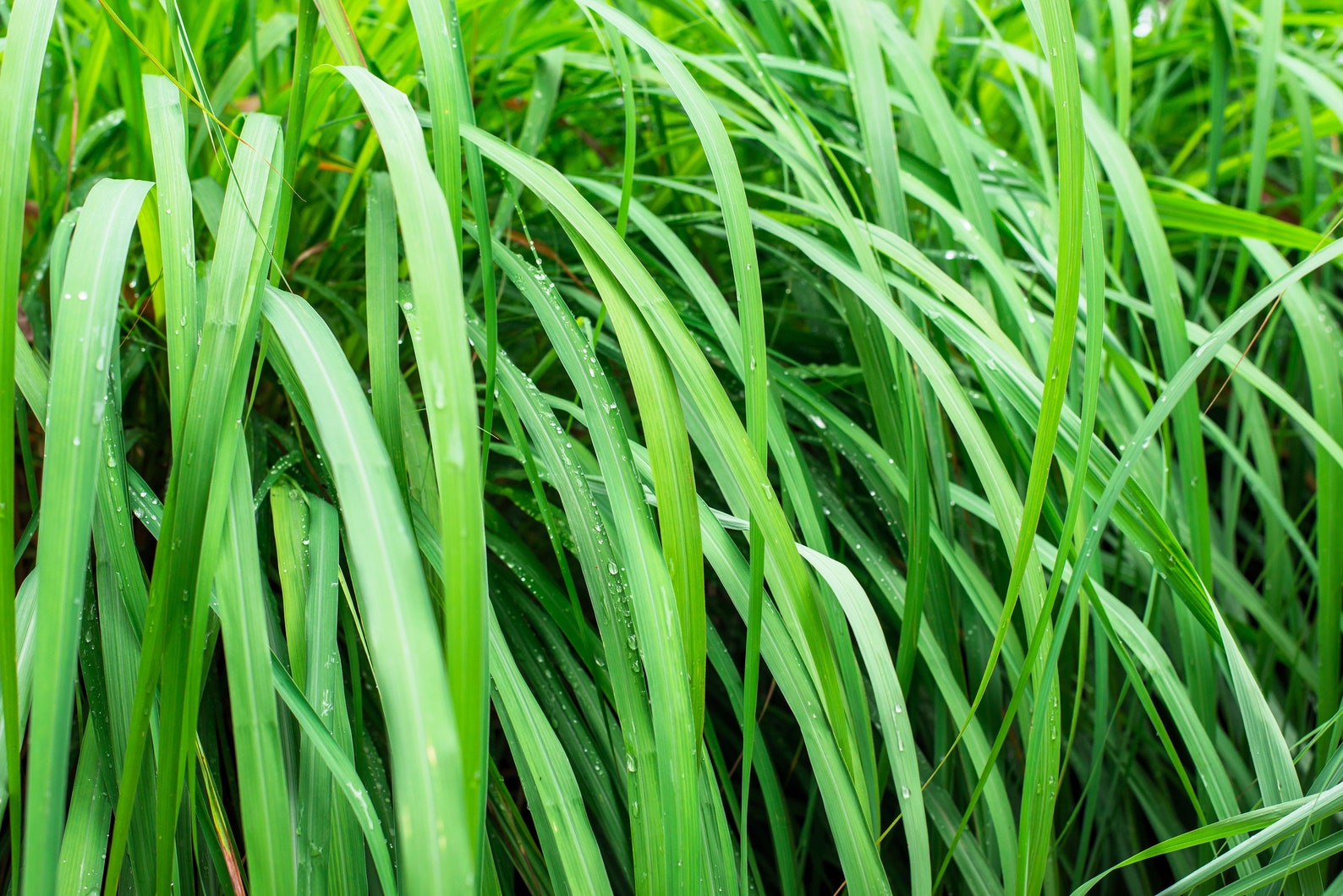 100 LEMONGRASS East Indian Lemon Grass Fragrant Ornamental Edible ... 100 LEMONGRASS East Indian Lemon Grass Fragrant Ornamental Edible ...