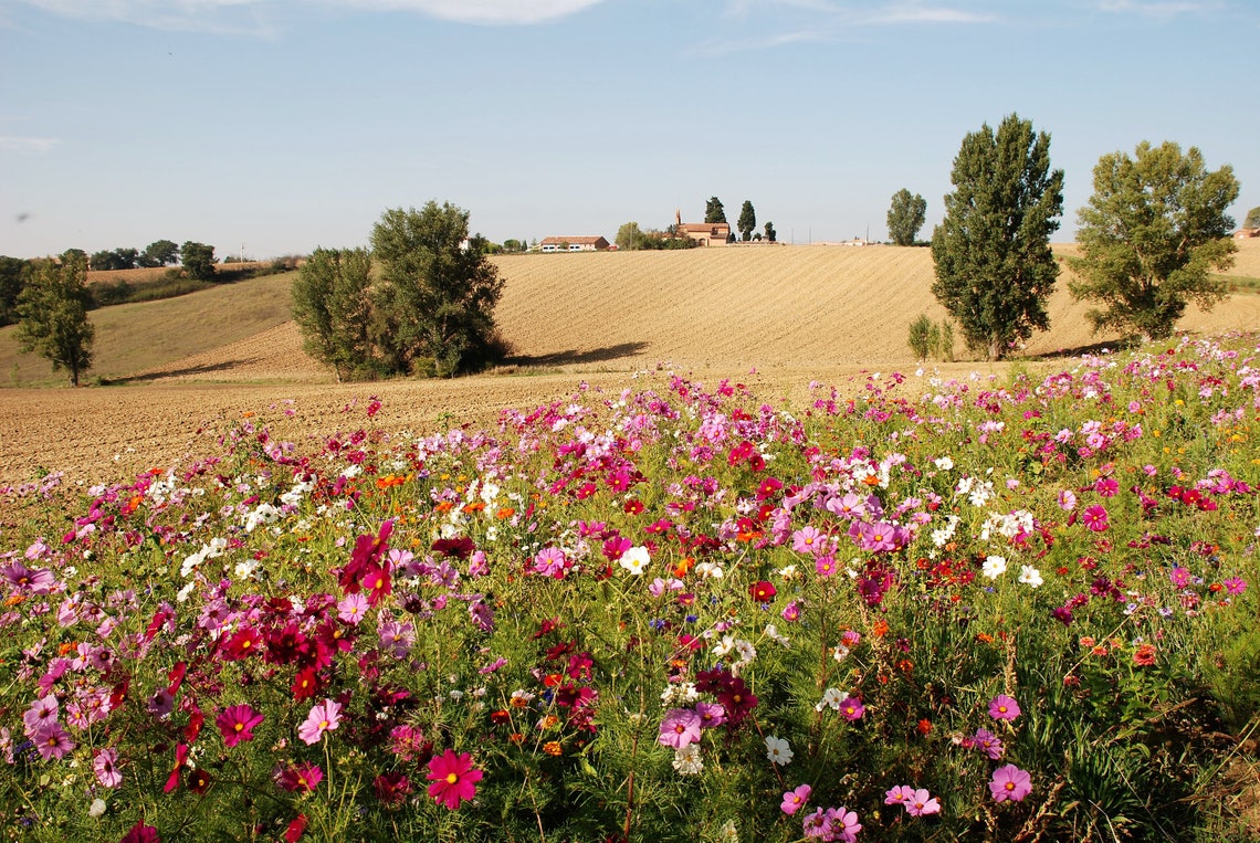 350 COSMOS SENSATION MIX Mixed Colors Cosmos Bipinnatus Flower - Etsy