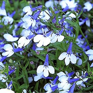 200 MIXED COLORS LOBELIA Regatta Lobelia Erinus Flower Seeds - Etsy