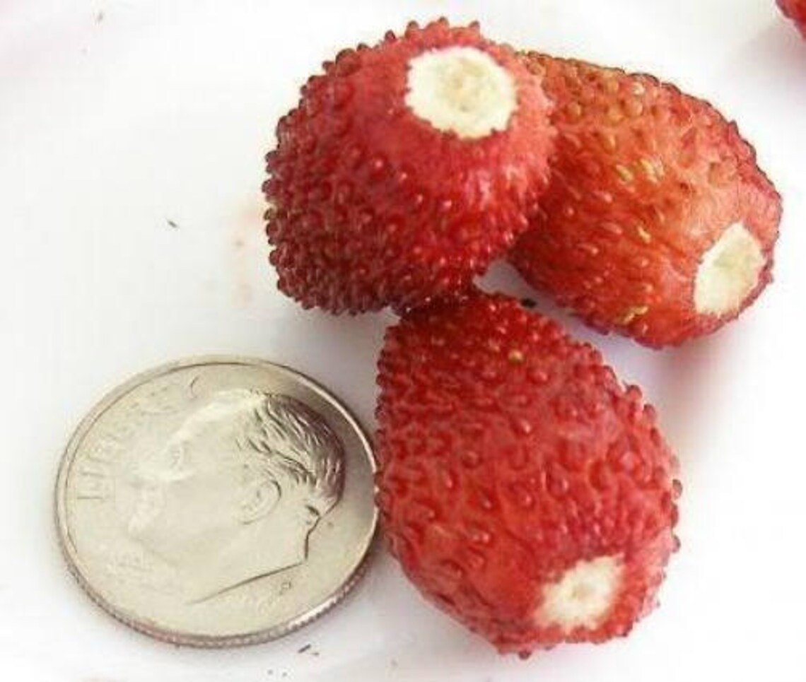 100 VESCA BARON STRAWBERRY Solemacher Berry Fragari Fruit - Etsy