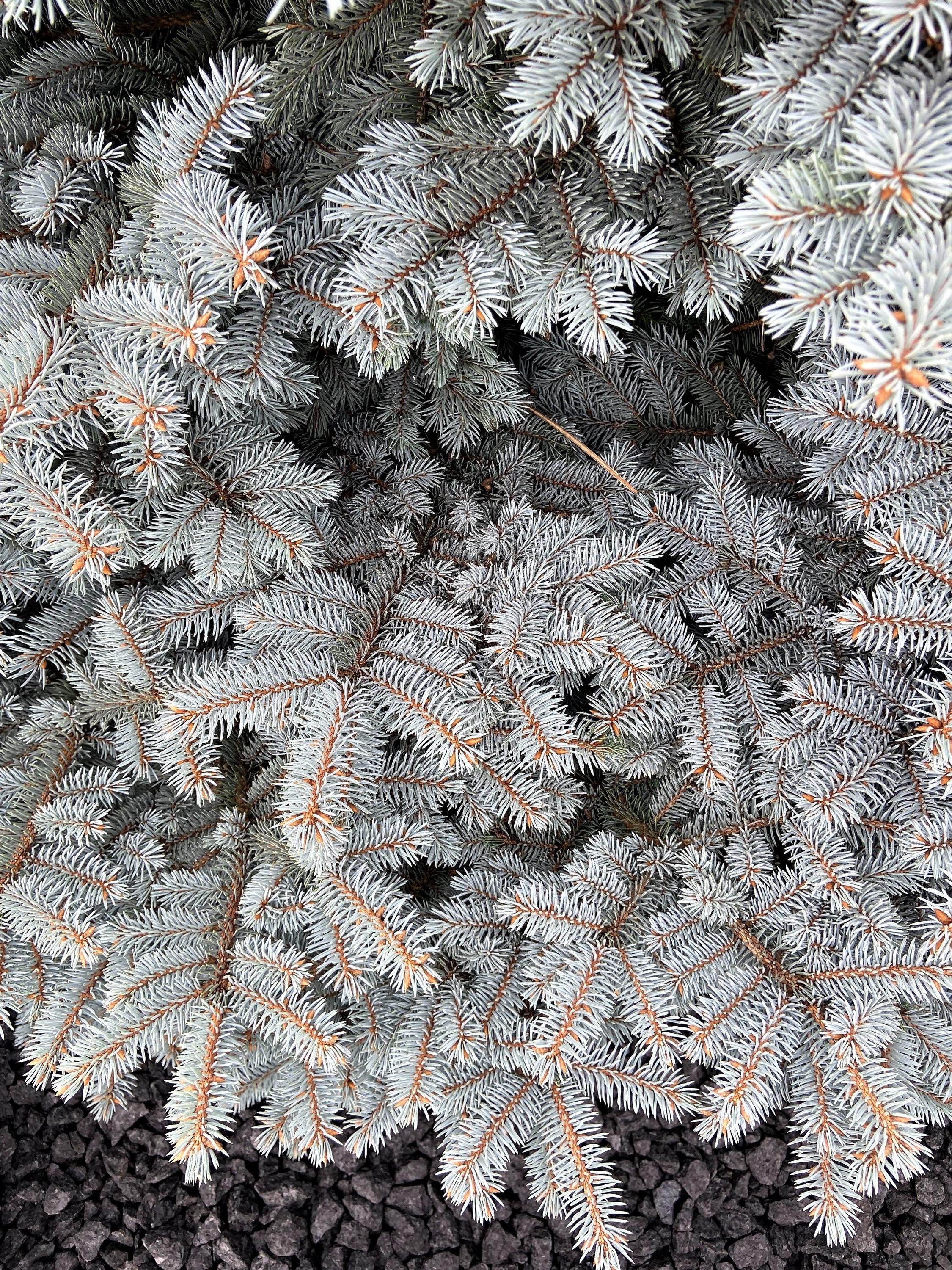 50 Colorado BLUE SPRUCE Tree Picea Pungens Glauca Christmas Tree White ...