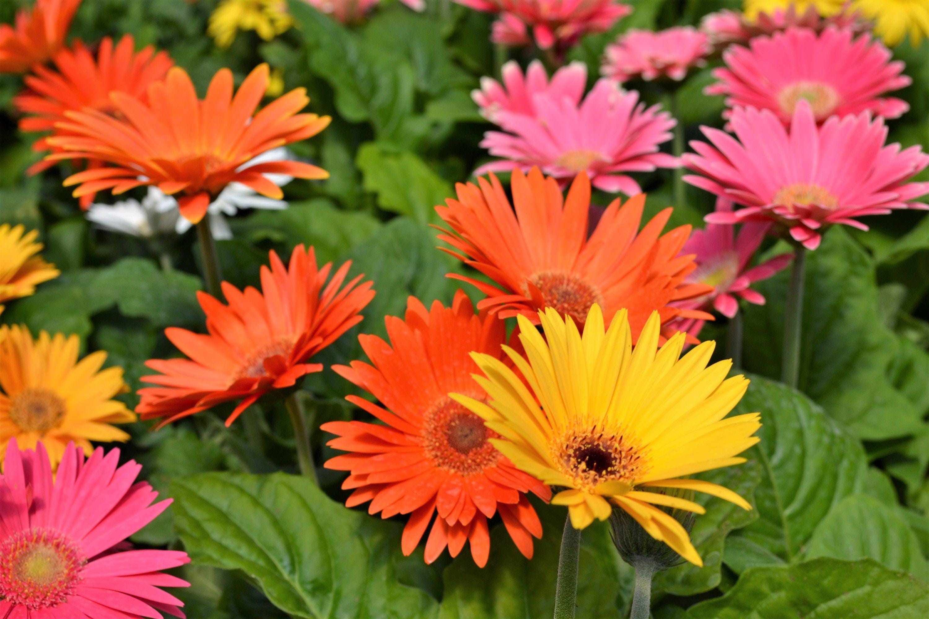 20 GERBER DAISY Mix Gerbera Jamesonii Aka Barberton or African Daisy ...