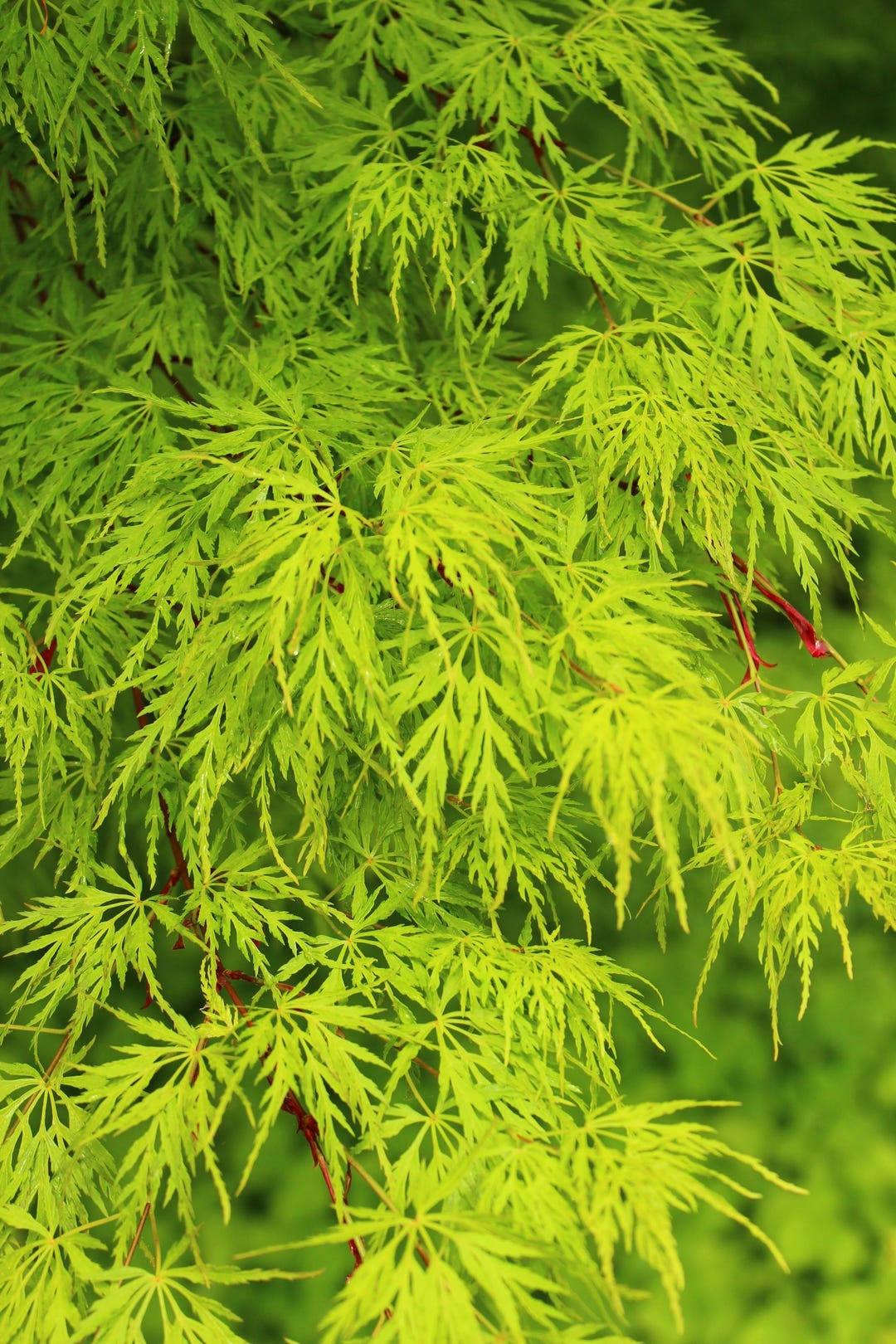 10 Upright GREEN LACELEAF MAPLE Japanese Seiryu Acer Palmatum Dissectum ...