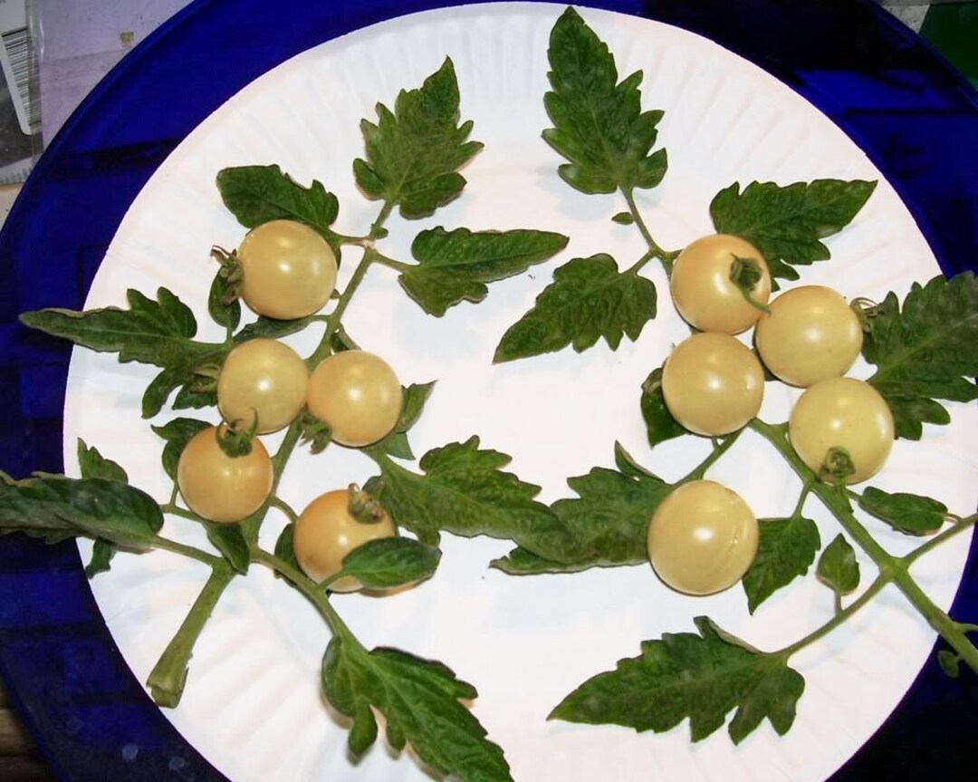 50 Organic SNOW WHITE Cherry TOMATO White Skin Lycopersicon Fruit ...