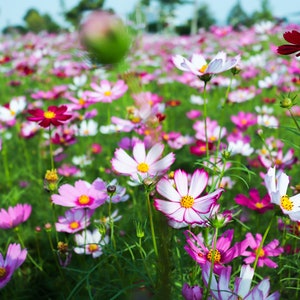300 Mixed Colors DWARF COSMOS Bipinnatus Red Pink White Fast Growing ...