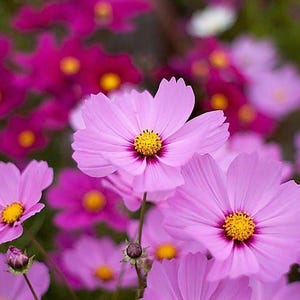 300 DWARF PINK COSMOS Cosmos Bipinnatus Flower Seeds - Etsy