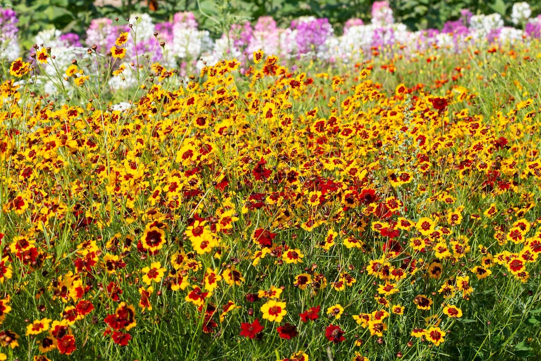 1000 GOLDEN WAVE COREOPSIS (goldenmane Tickseed) Coreopsis Basalis ...