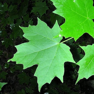 25 SUGAR MAPLE Syrup TREE Native Rock Fall Color Acer Saccharum Seeds ...
