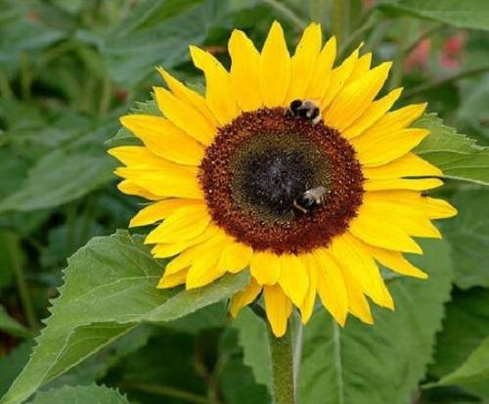 75 MAMMOTH GREY Stripe SUNFLOWER Helianthus Annuus Flower | Etsy