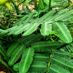 100 ILLINOIS BUNDLEFLOWER Prairie Mimosa Desmanthus Illinoensis Flower ...