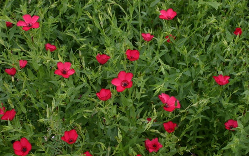 500 Red SCARLET FLAX Linum Grandiflorum Rubrum Flower Seeds - Etsy