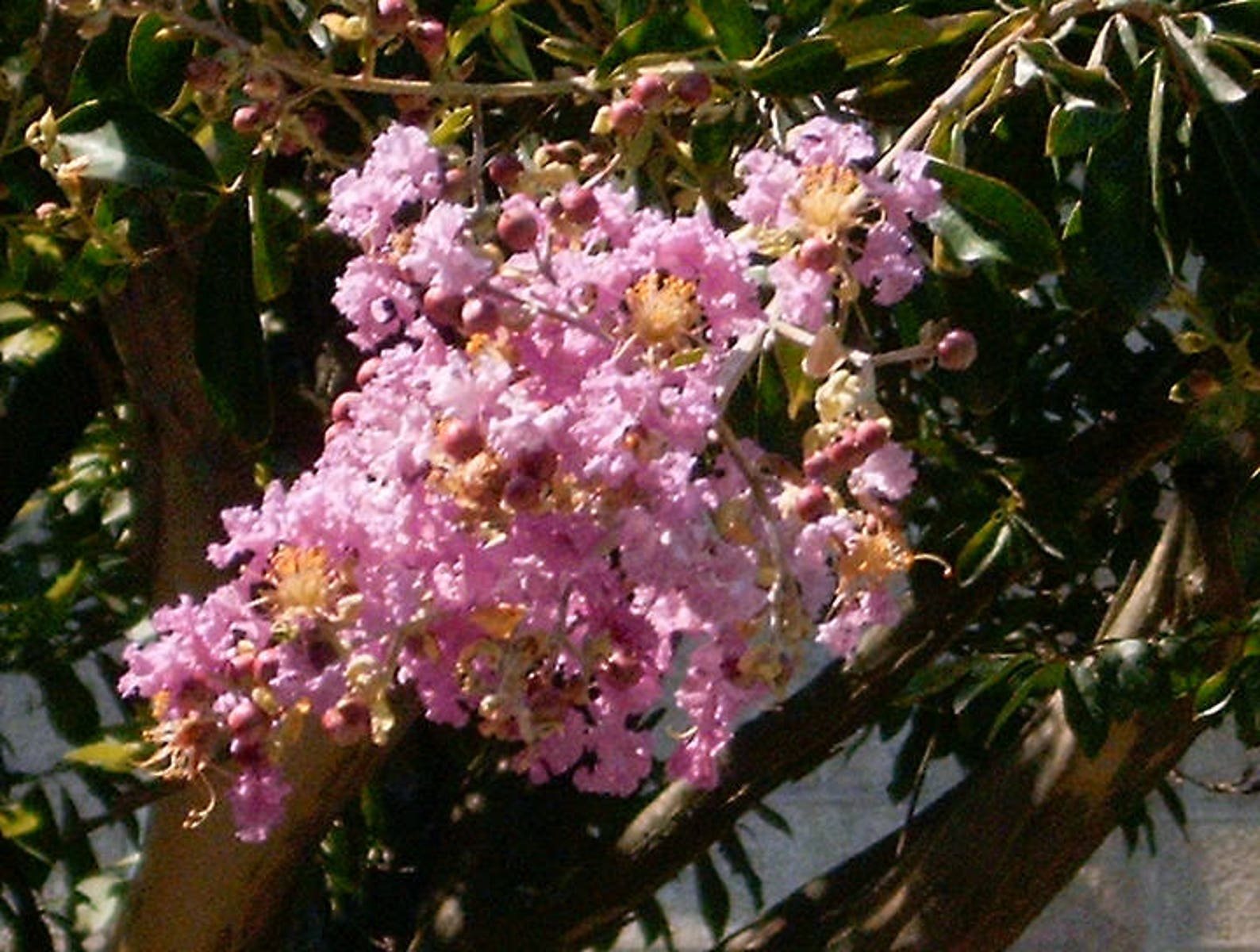 35 Light PINK CREPE MYRTLE Crape Tree Shrub Lagerstroemia - Etsy