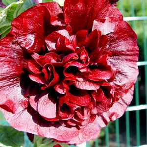 50 Dwarf Double HOLLYHOCK MAJORETTE MIX Alcea Rosea Red Pink White ...