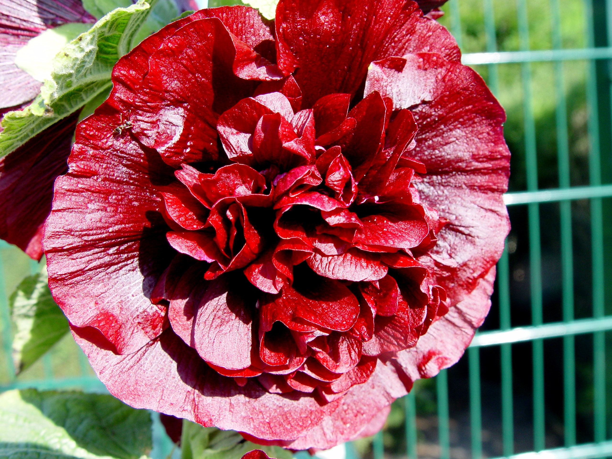 50 Dwarf Double HOLLYHOCK MAJORETTE MIX Alcea Rosea Red Pink - Etsy Canada