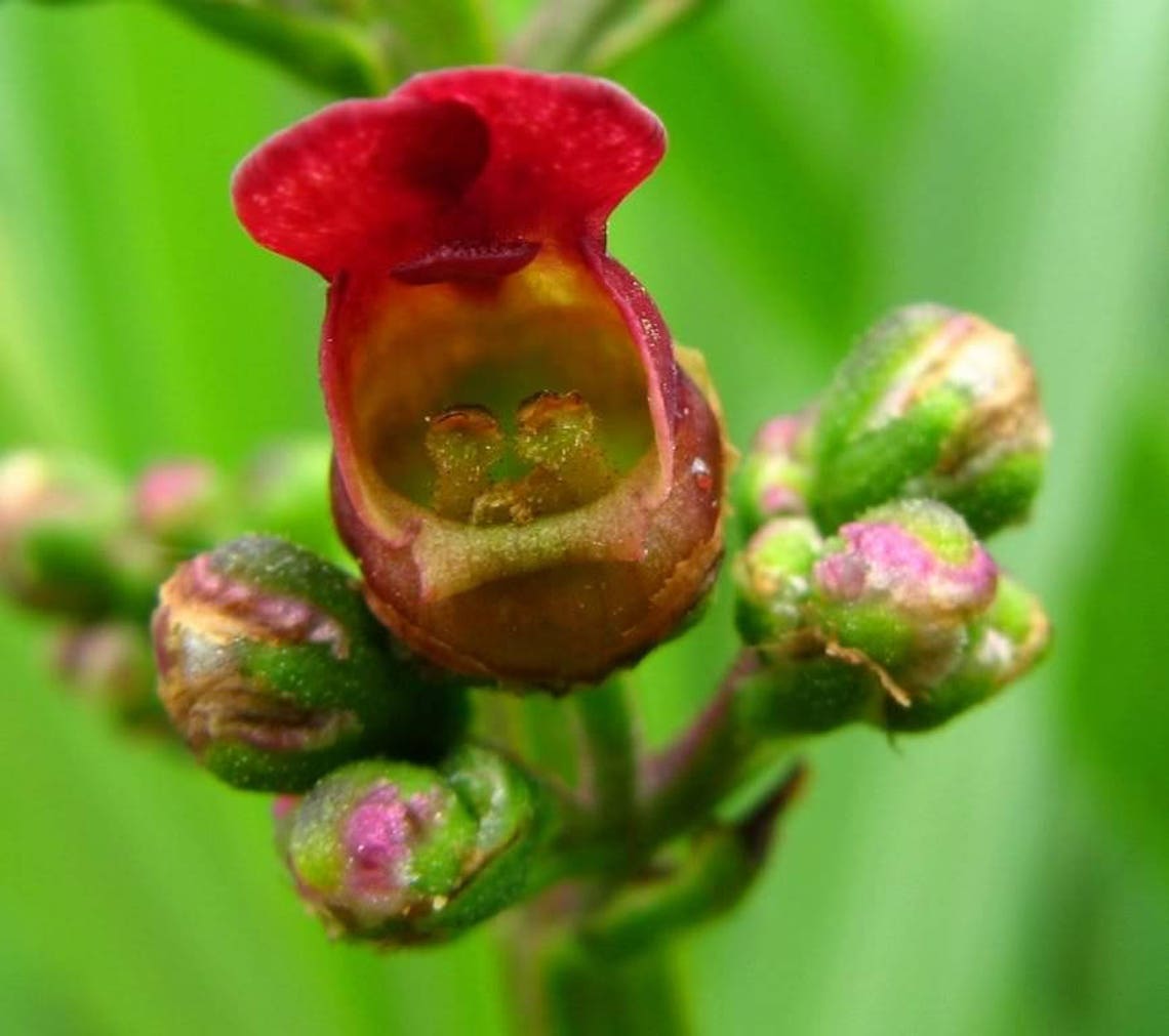 1000 EASTERN FIGWORT late Figwort / Carpenters Square - Etsy