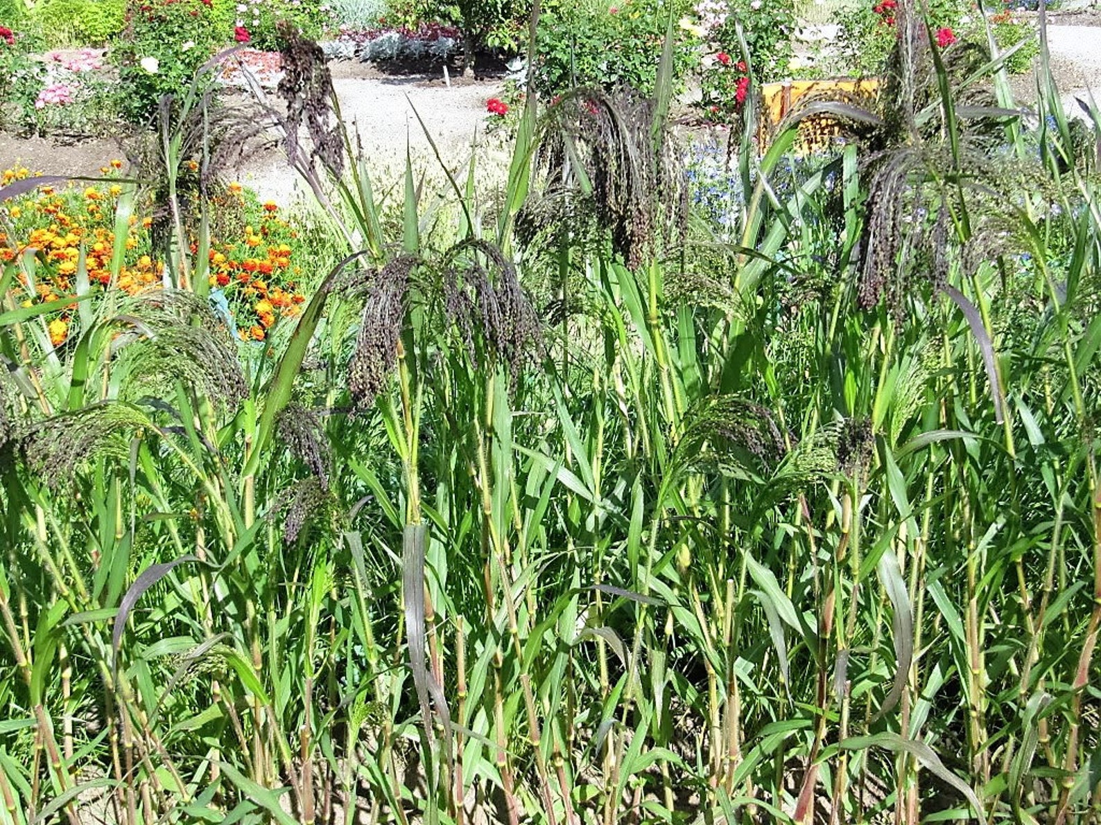 30 Violet PANIC GRASS Panicum Miliaceum Violaceum Ornamental - Etsy