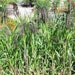 30 Violet PANIC GRASS Panicum Miliaceum Violaceum Ornamental Purple ...