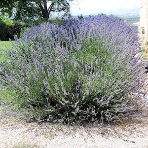 150 Portuguese SPIKE LAVENDER Lavandula Latifolia Syn. Spica ...