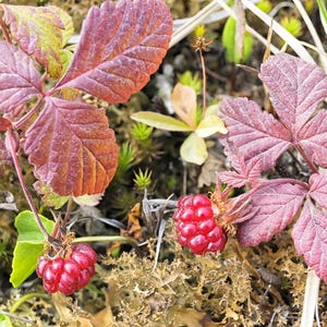10 ARCTIC RASPBERRY Nagoonberry Rubus Arcticus Red Berry Fruit Bramble ...