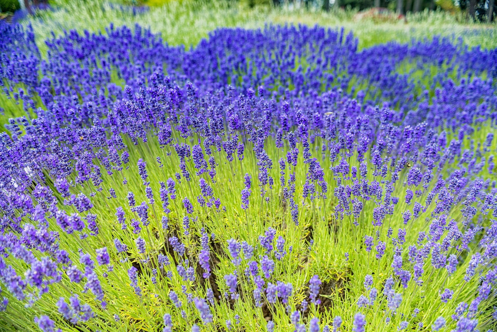 200 MUNSTEAD LAVENDER Blue English Lavandula Angustifolia Munstead ...