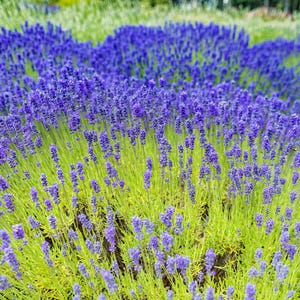 200 MUNSTEAD LAVENDER Blue English Lavandula Angustifolia Munstead ...