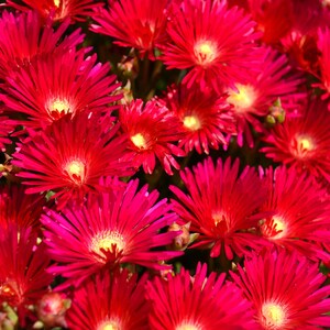 100 Gelato Bright RED ICE PLANT Mesembryanthemum Daisy Livingstone ...