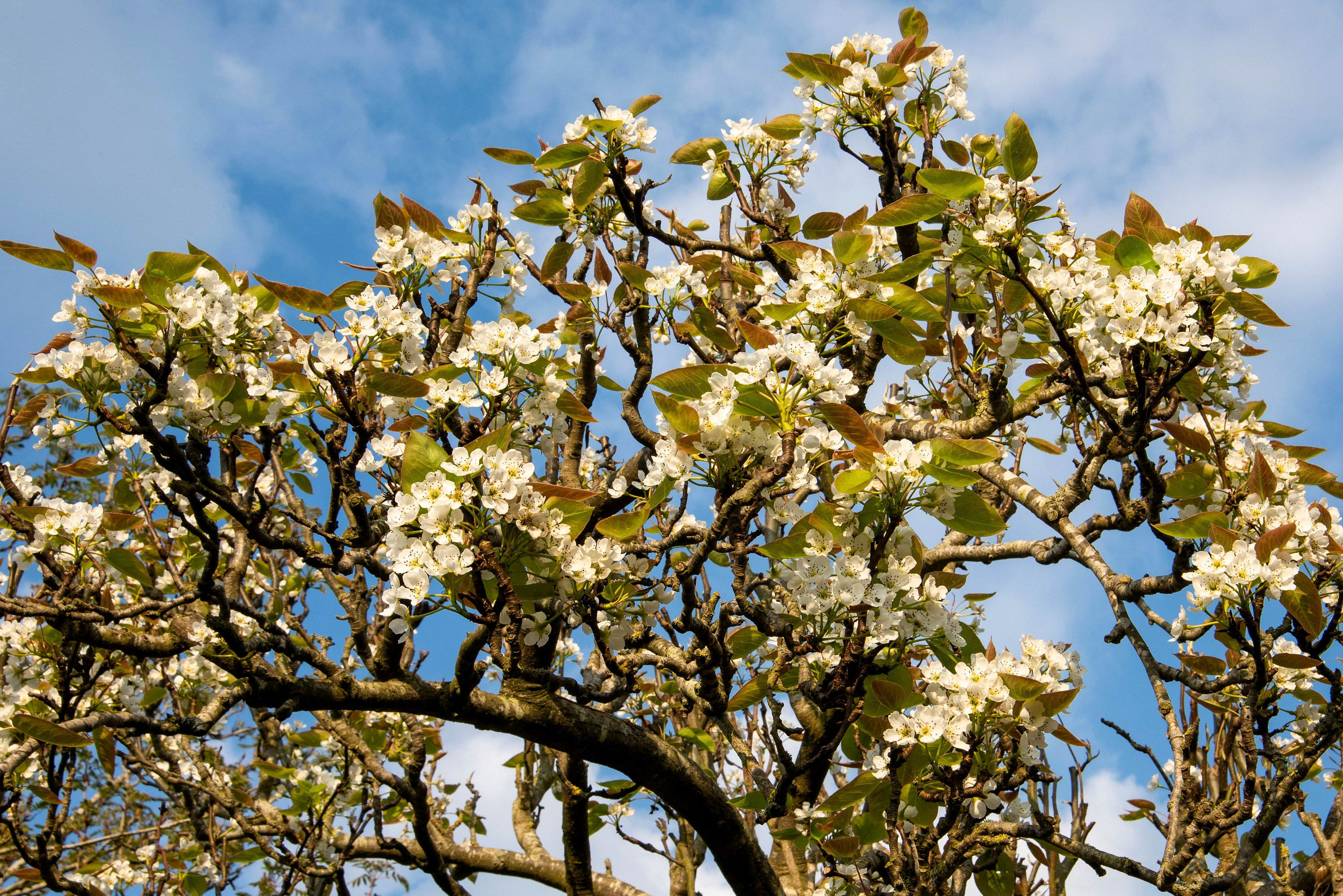 20 ASIAN PEAR TREE Pyrus Pyrifolia Oriental Japanese Fruit Seeds - Etsy