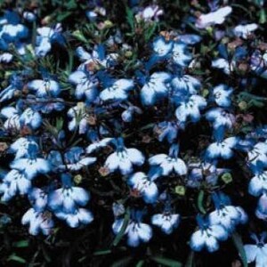200 BLUE SPLASH LOBELIA Regatta Blue & White Erinus Flower Seeds comb S ...