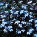 200 BLUE SPLASH LOBELIA Regatta Blue & White Erinus Flower Seeds comb S ...