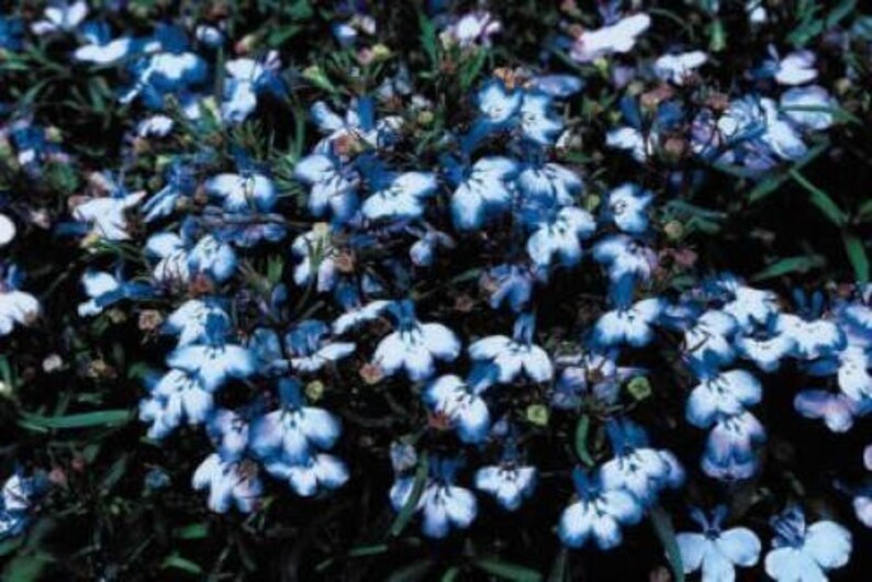 200 BLUE SPLASH LOBELIA Regatta Blue & White Erinus Flower - Etsy