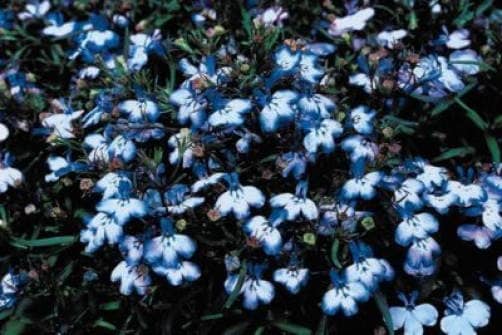 200 BLUE SPLASH LOBELIA Regatta Blue & White Erinus Flower - Etsy