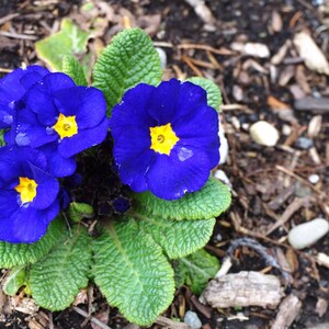 15 Accord BLUE ENGLISH PRIMROSE Primula Vulgaris Part Shade Houseplant ...