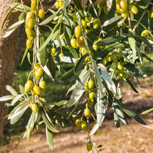 10 CANINO OLIVE TREE Olea Europaea Canino Edible European Common Green ...