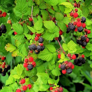 50 WHITEBARK Black RASPBERRY Western Blackcap Raspberry Rubus ...