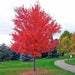 25 Scarlet CAROLINA RED MAPLE Tree Acer Rubrum Seeds - Etsy