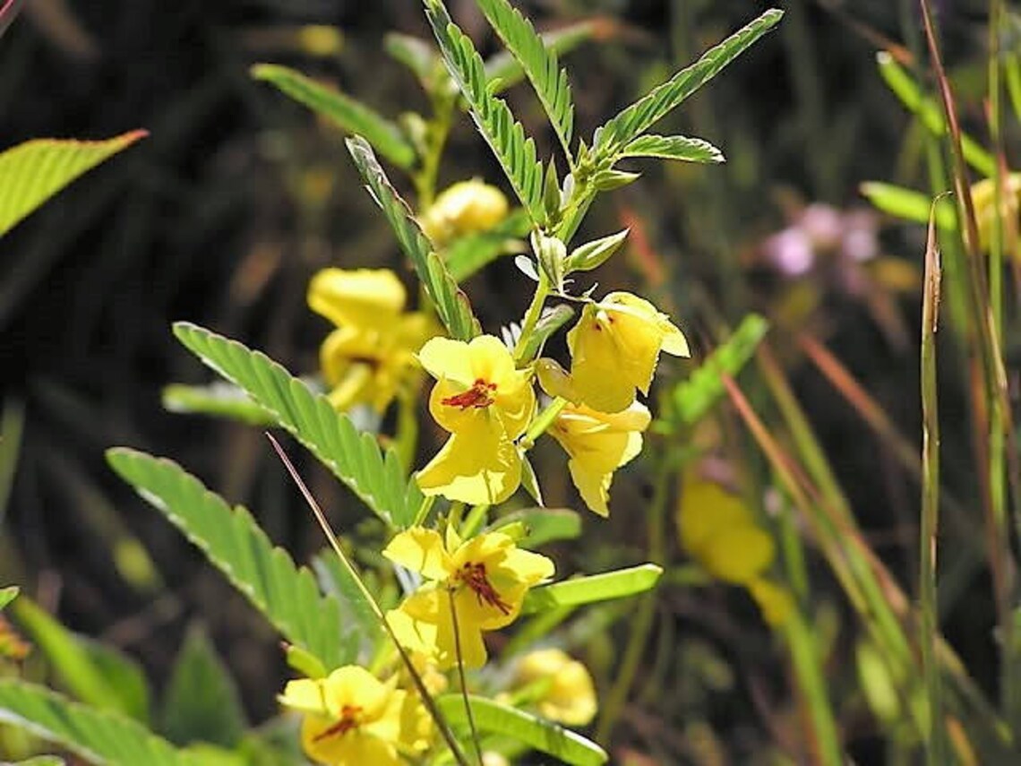 300 Yellow PARTRIDGE PEA sleeping Plant / Sensitive Pea - Etsy