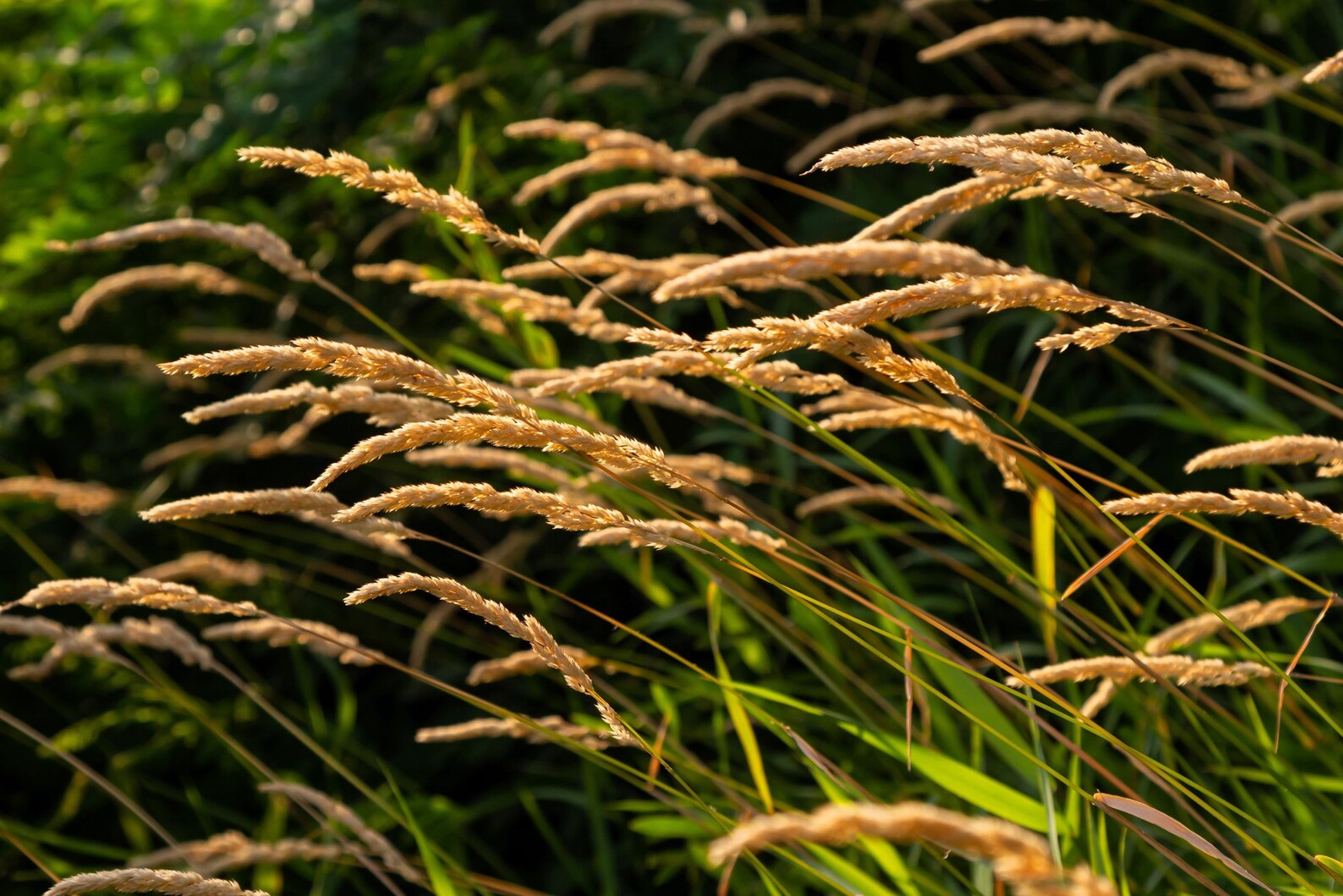 150 SWEET VERNAL GRASS Sweet Grass Vanilla Grass Anthoxanthum Odoratum ...