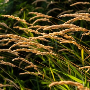 150 SWEET VERNAL GRASS Sweet Grass Vanilla Grass Anthoxanthum Odoratum ...