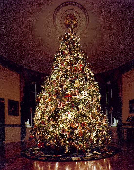 20 FRASER FIR Tree Abies Fraseri Christmas Tree Southern Balsam Fir ...