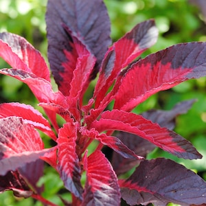 100 Tricolor EARLY SPLENDOR AMARANTHUS Hypochondricus Flower Seeds comb ...