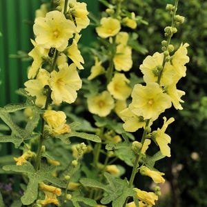 25 YELLOW HOLLYHOCK Alcea Rosea Flower Seeds Perennial - Etsy