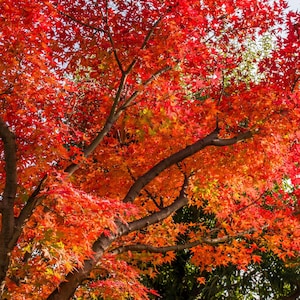 10 RED JAPANESE MAPLE Tree Bloodgood Ornamental Acer Palmatum Seeds - Etsy
