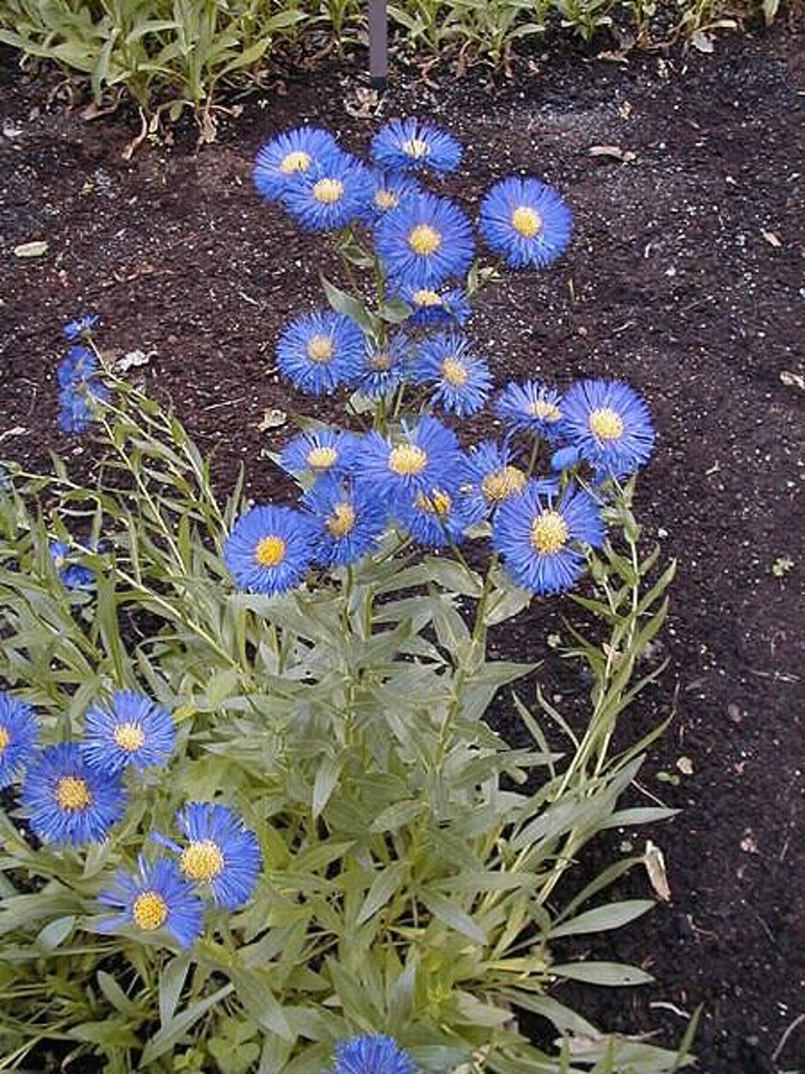 500 BLUE FLEABANE DAISY (dainty Daisy / Aspen Fleabane / Oregon ...